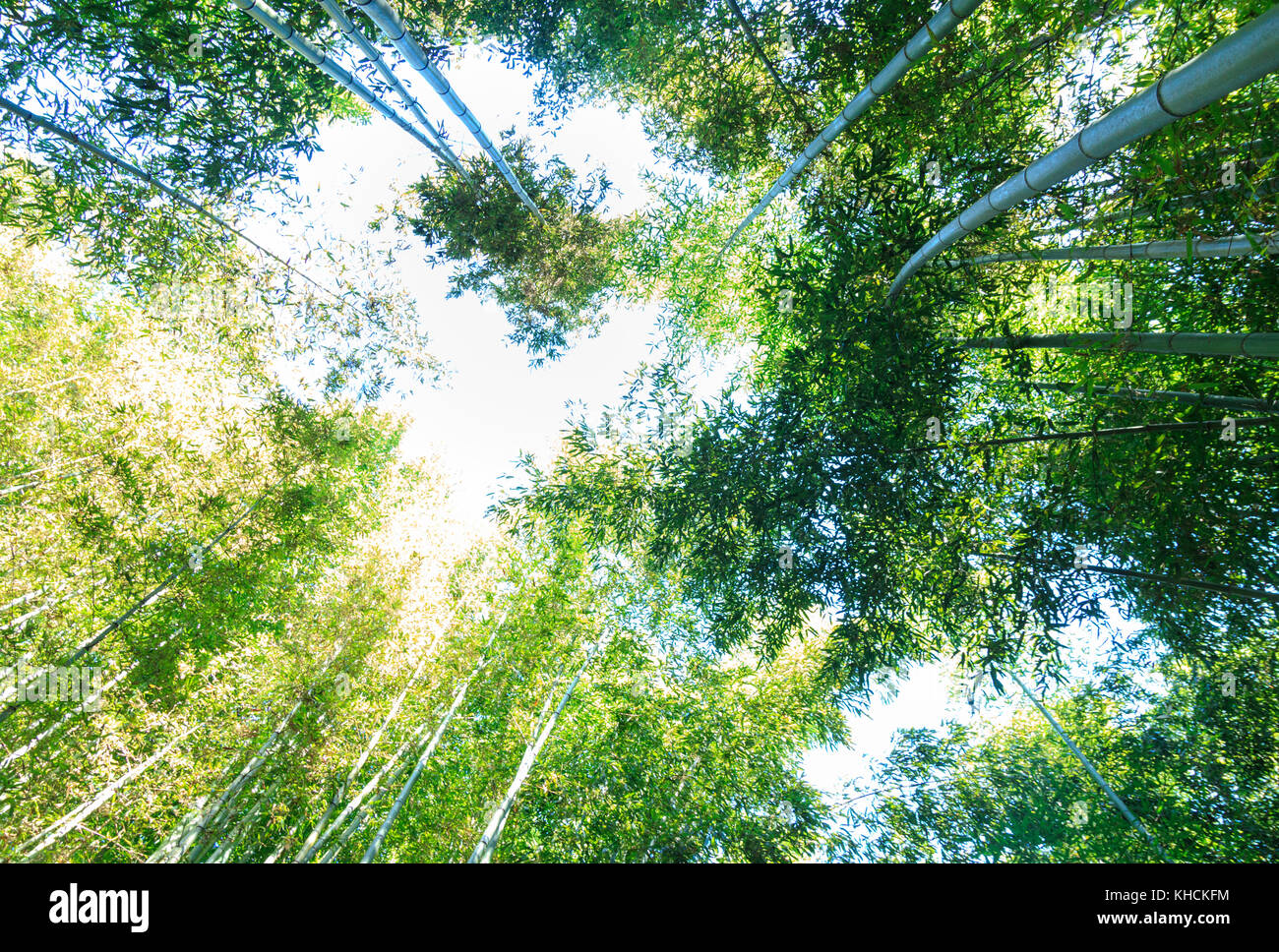 bamboo forest in Damyang, Korea Stock Photo - Alamy