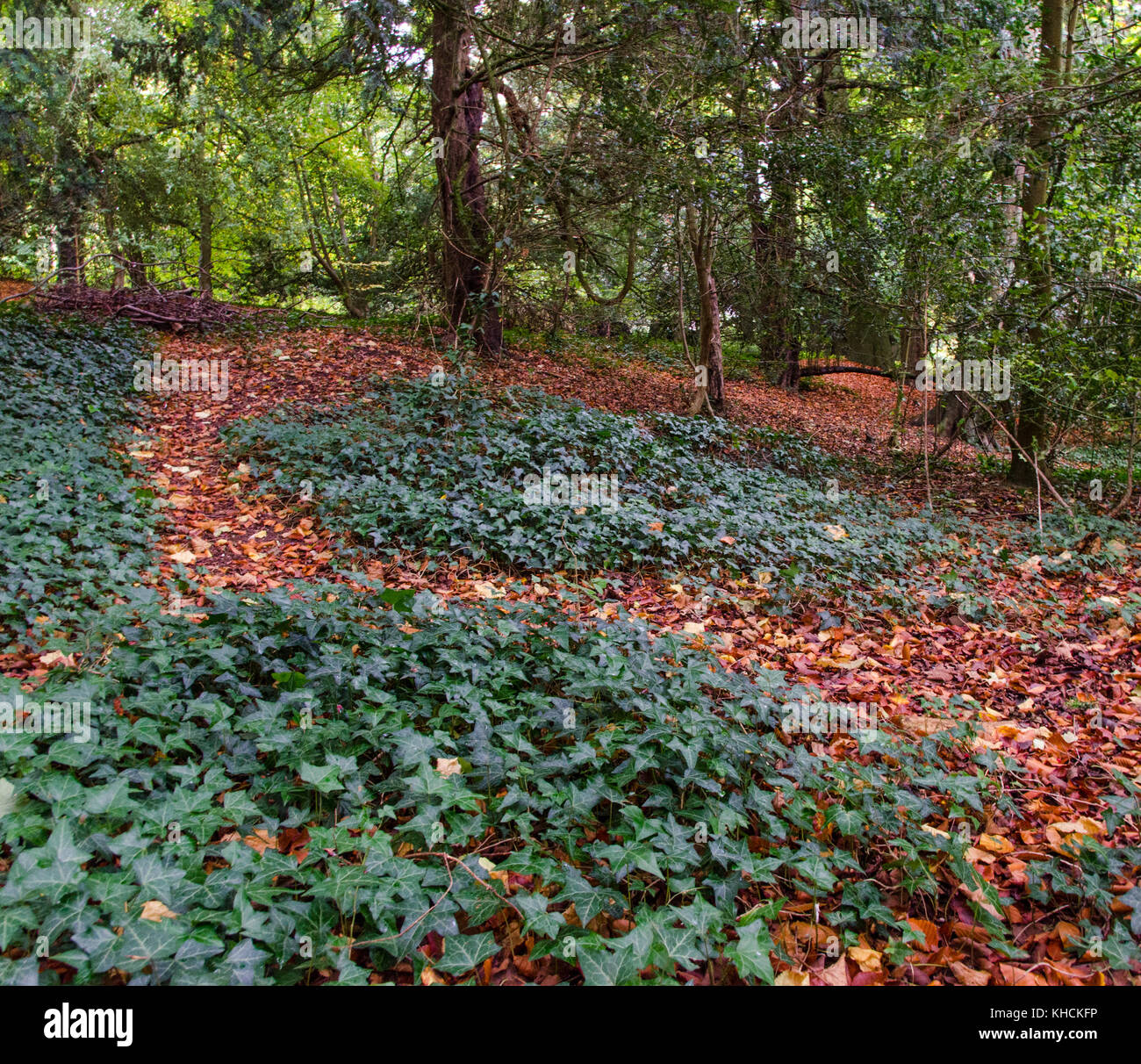 Serene autumn pathway hi-res stock photography and images - Alamy