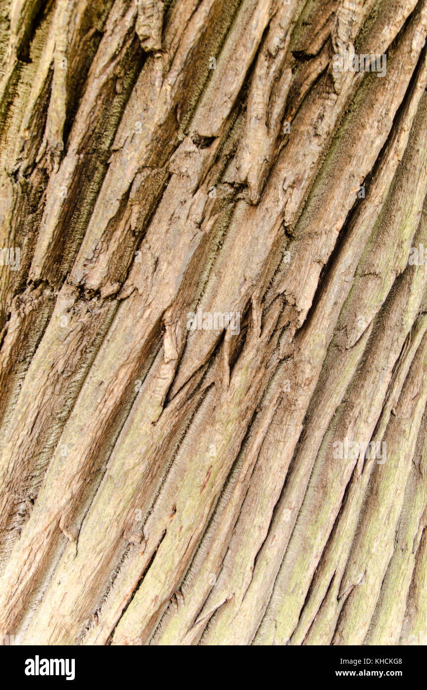 Oak bark seamless texture hi-res stock photography and images - Alamy