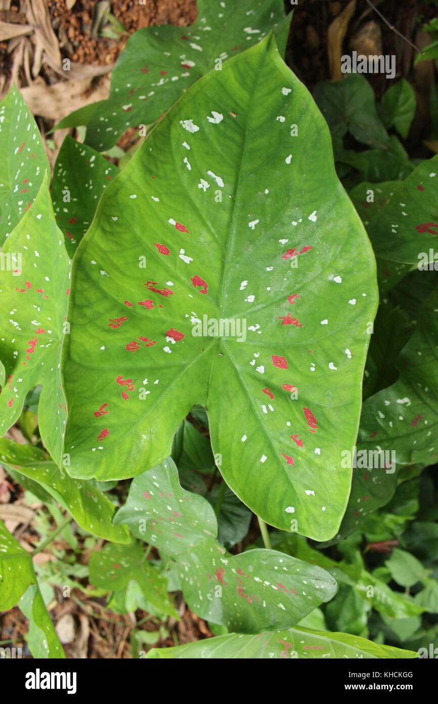 Colocasia leaf with beautiful and natural design,Red lines in green ...