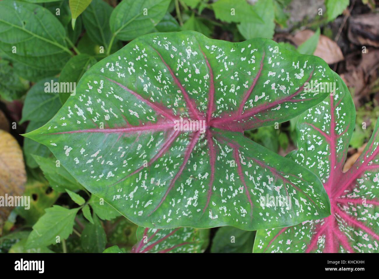 Colocasia leaf with beautiful and natural design,Red lines in green ...