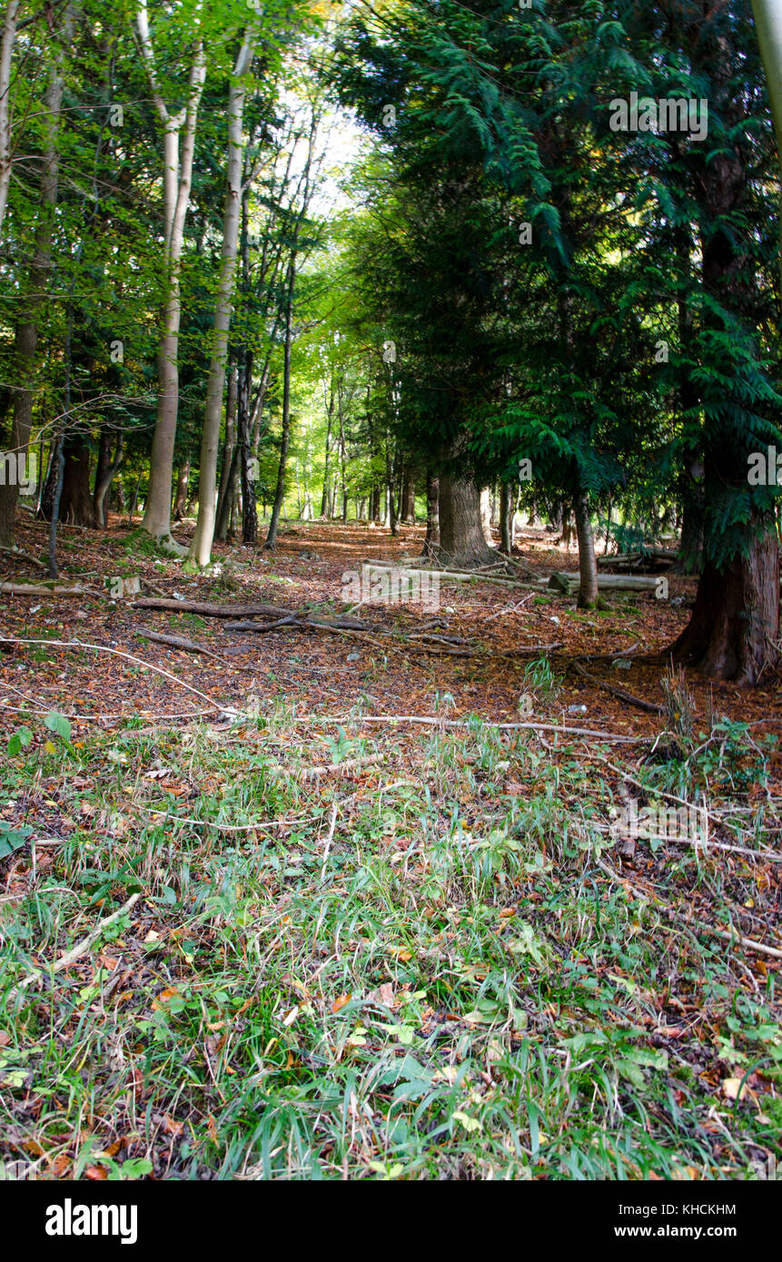 Lovely forest hi-res stock photography and images - Alamy