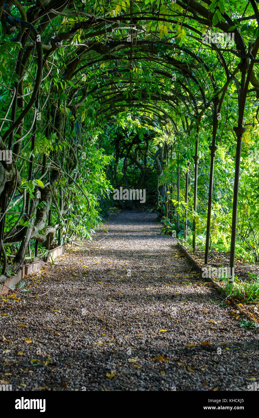 A lovely green tree shaped arch Stock Photo - Alamy