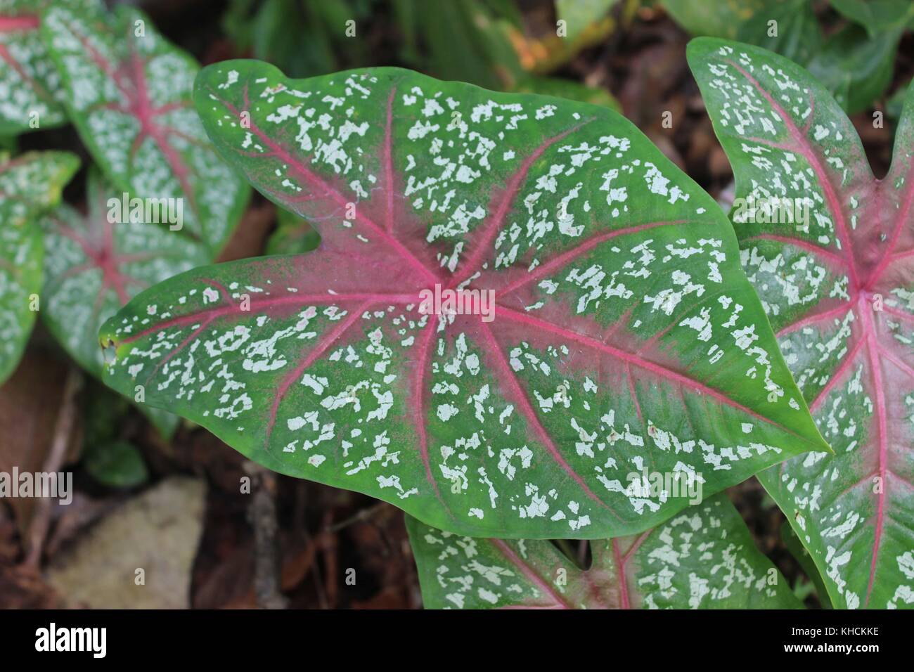 Colocasia leaf with beautiful and natural design,Red lines in green ...