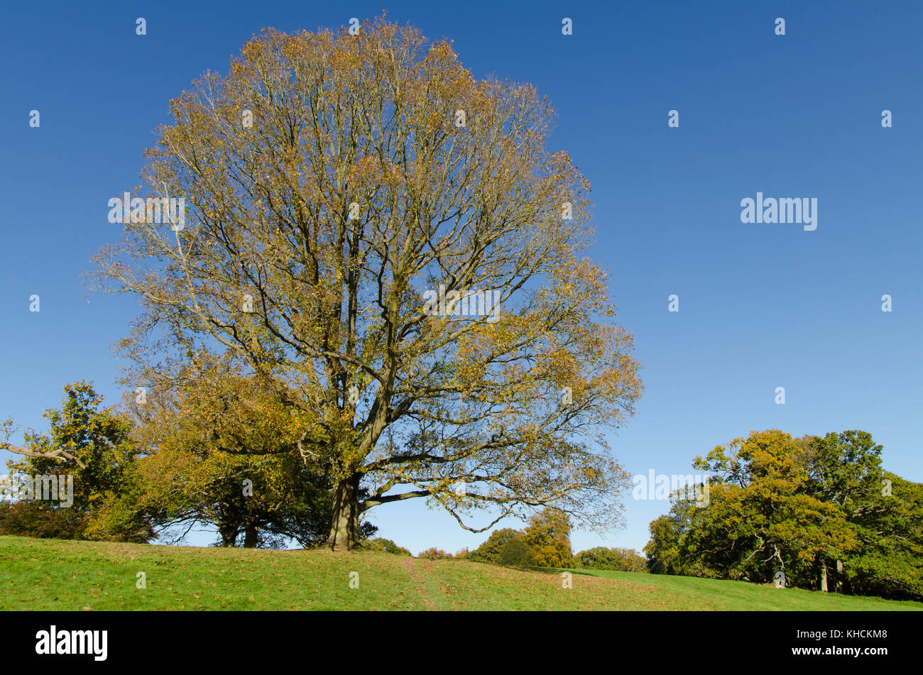 Single tree on top of a hill hi-res stock photography and images - Alamy