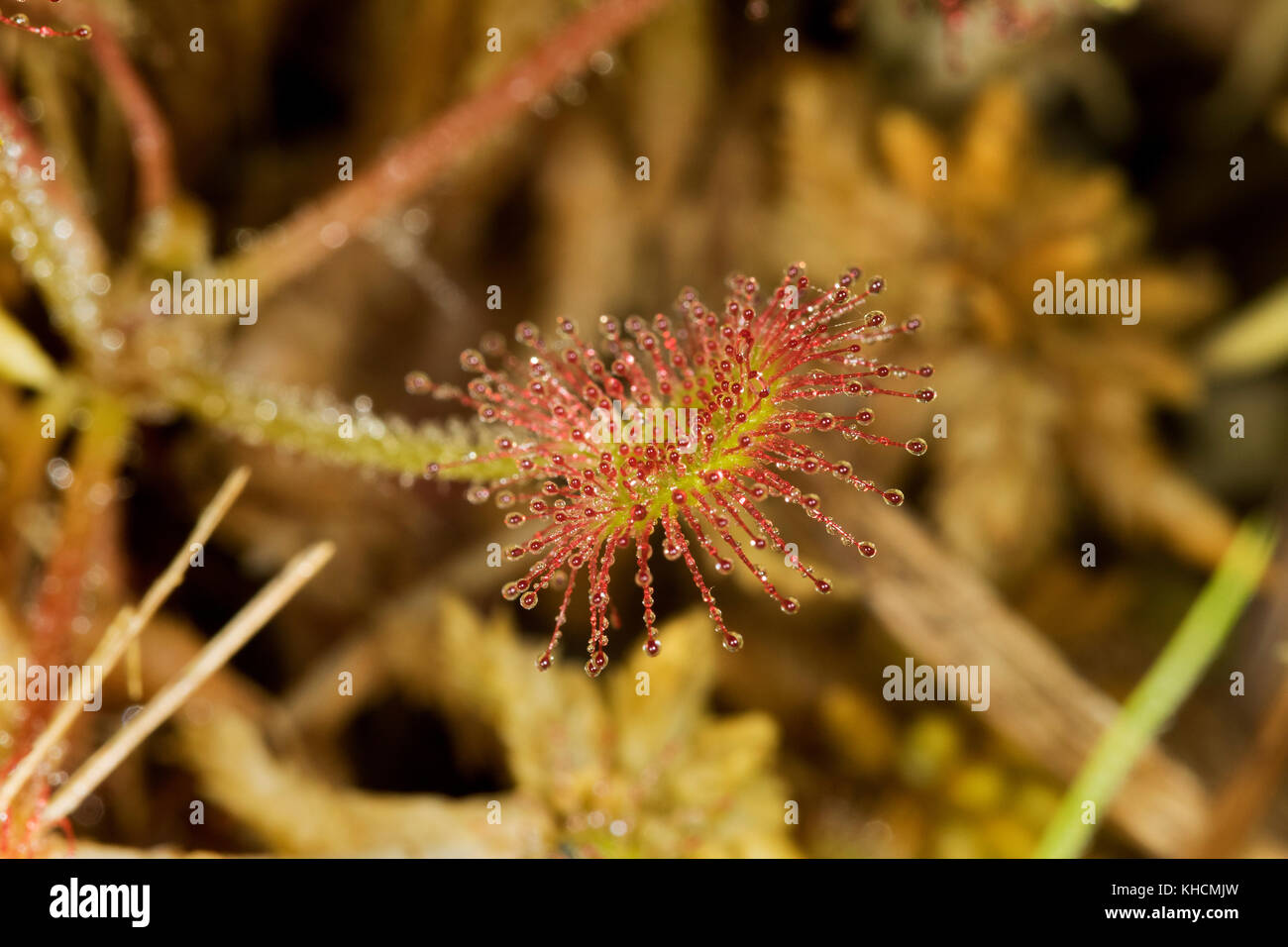 Common sundew hi-res stock photography and images - Alamy