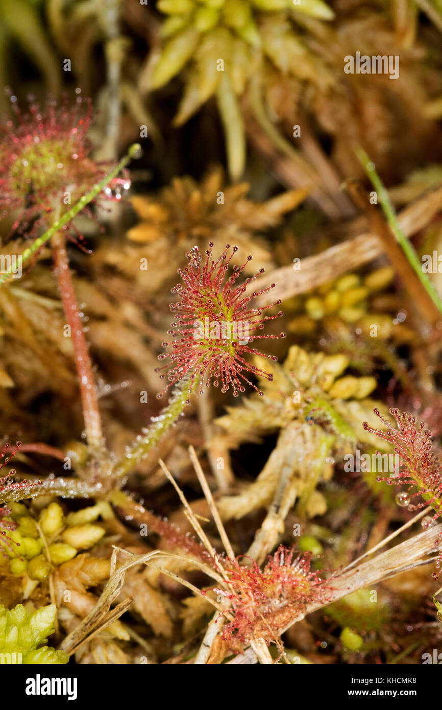 Drosera rotundifolia — the round-leaved sundew or common sundew in ...