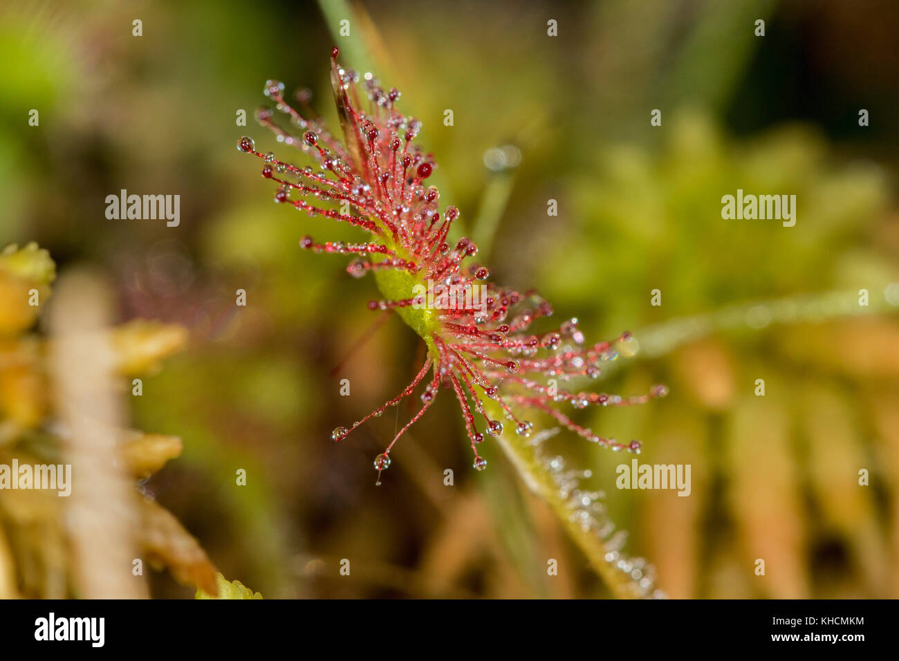 Wetland habitat bog sundew hi-res stock photography and images - Alamy