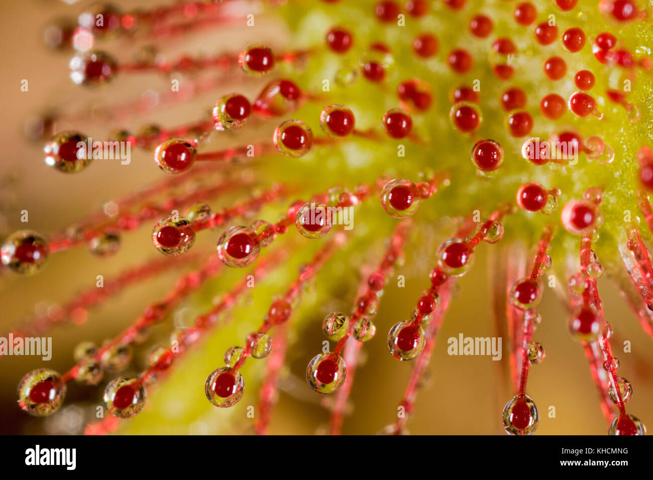 Drosera rotundifolia — the round-leaved sundew or common sundew in ...