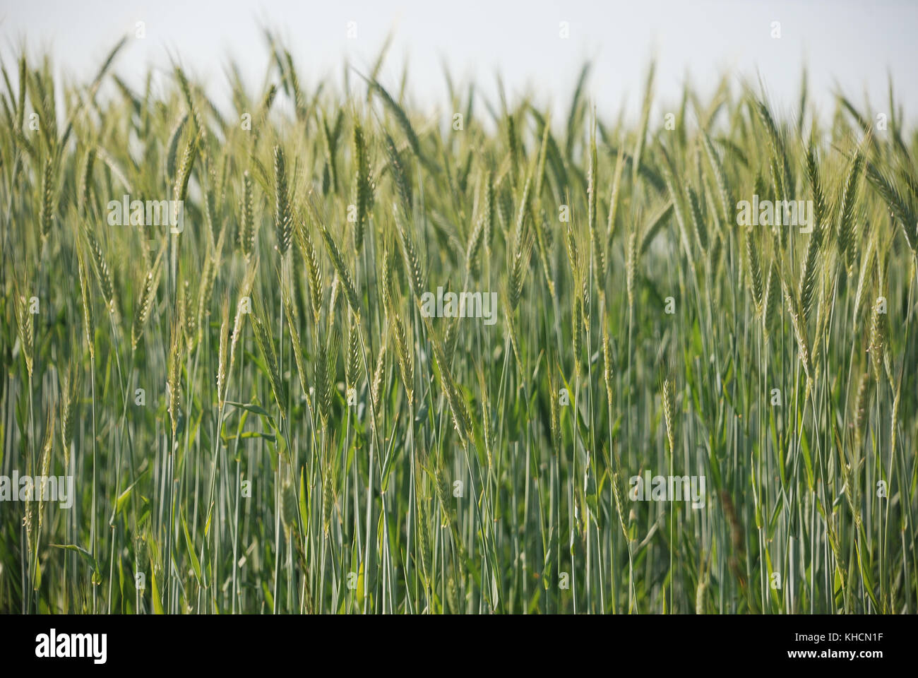 A field of barley Stock Photo - Alamy