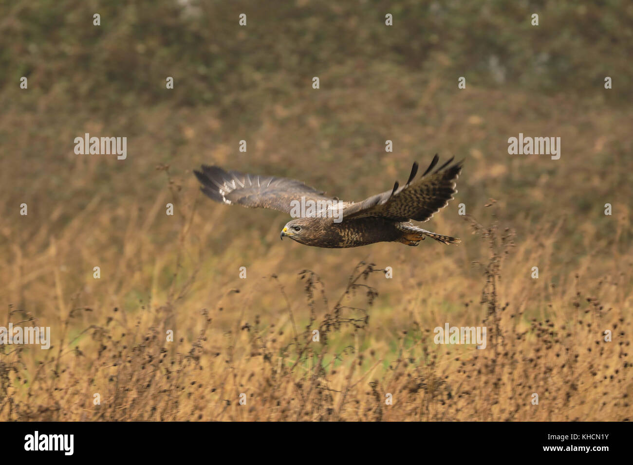Common buzzard hunting in countryside Stock Photo - Alamy