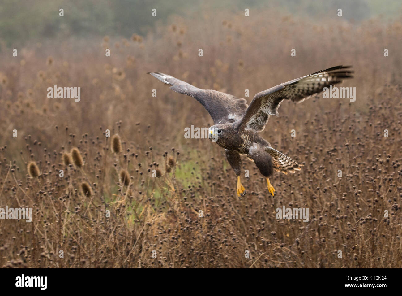 Common buzzard hunting in countryside Stock Photo - Alamy