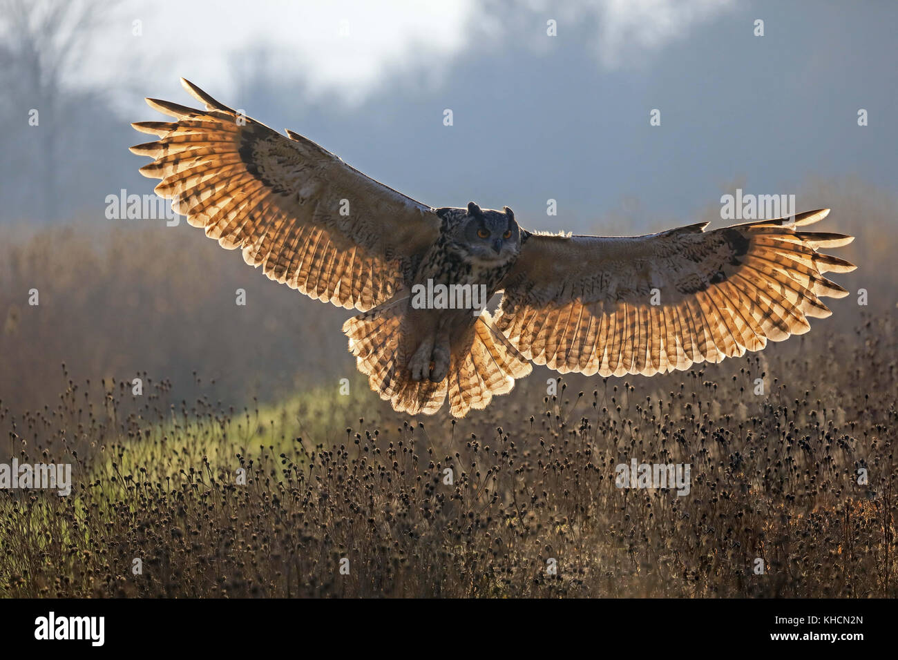 European eagle owl hunting with wings spread Stock Photo - Alamy