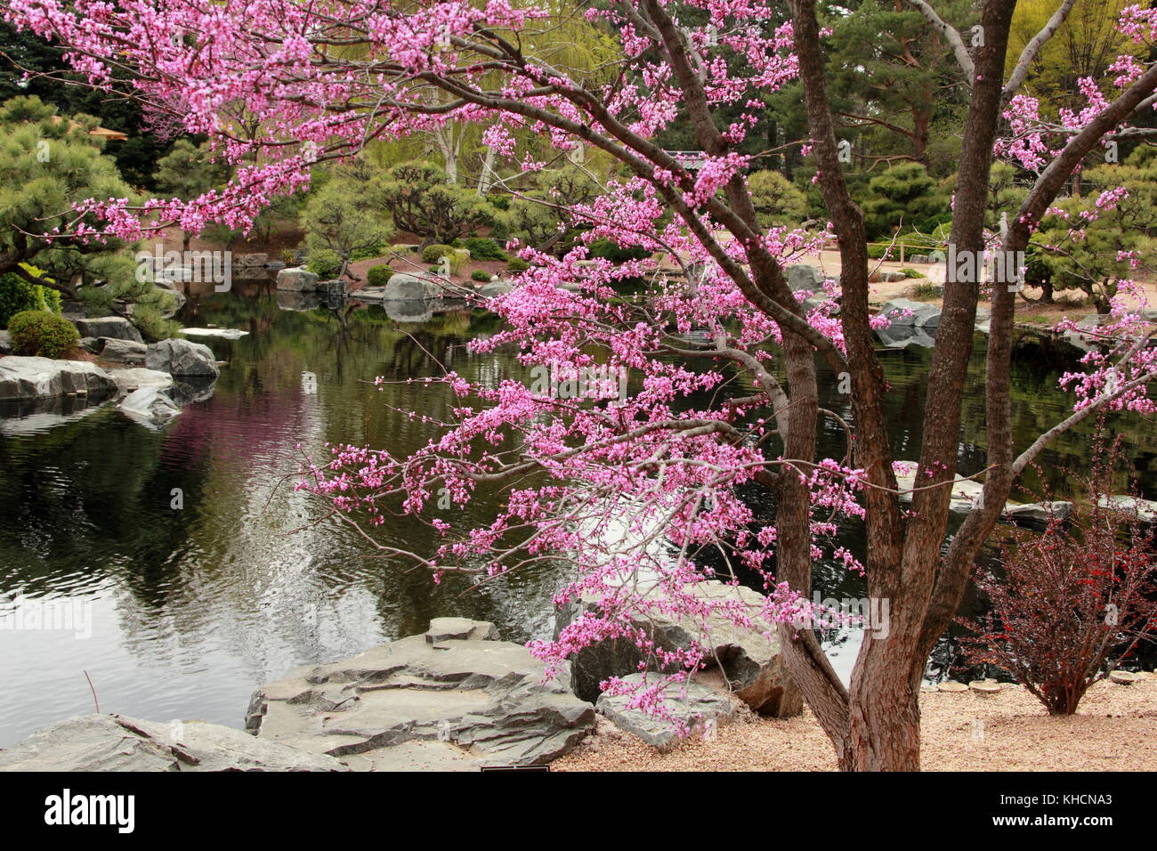 Cherry Blossom in Denver, Colorado. Springtime and Romantic Stock Photo ...