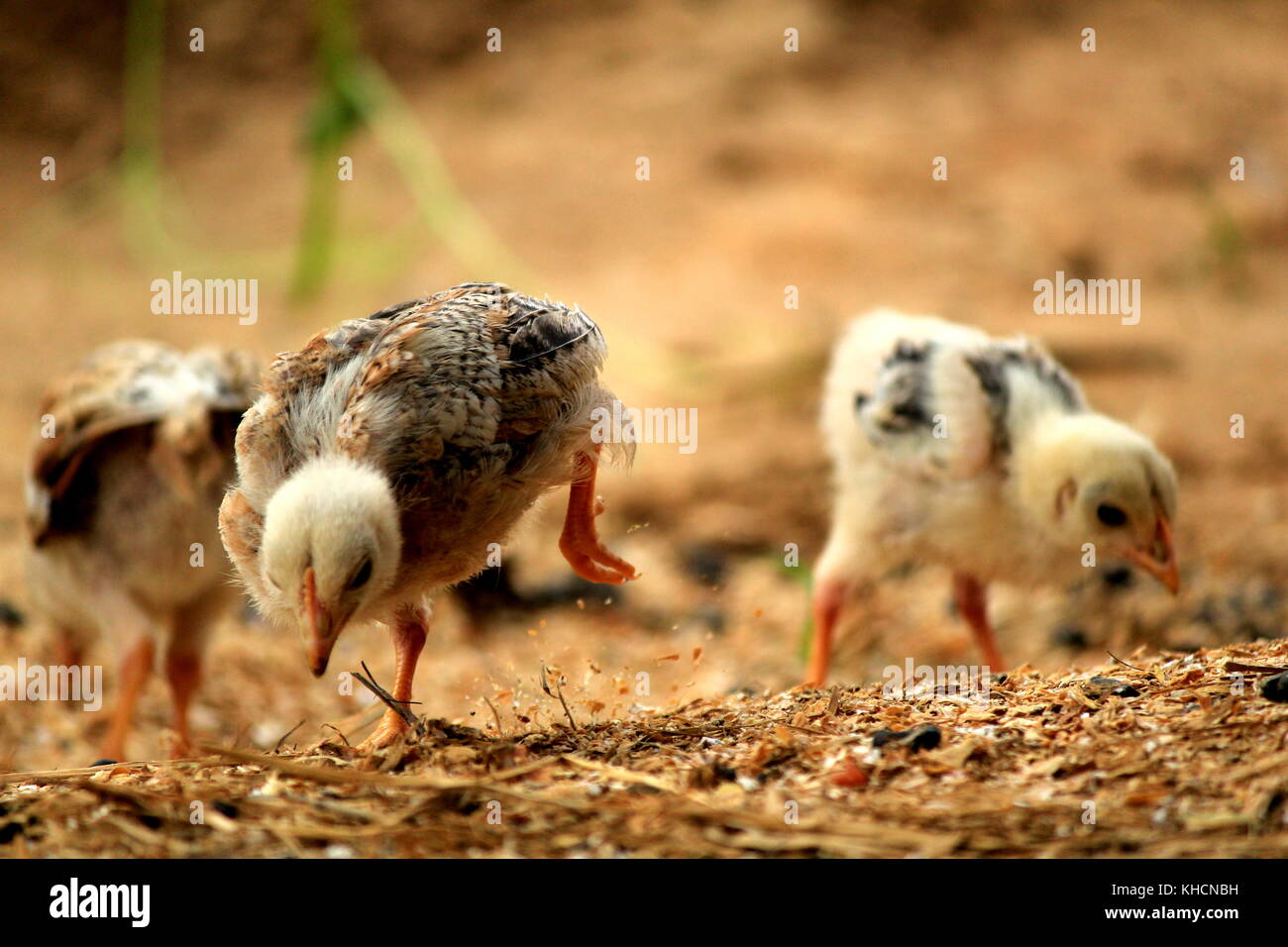 chicken's first lesson-search for the cereal or a bug !! Stock Photo ...