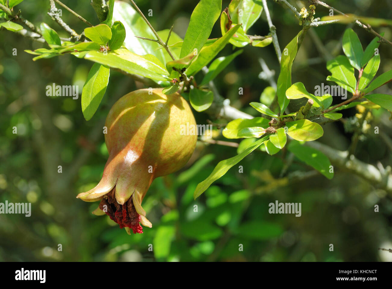 Pomegranate hanging on tree Stock Photo - Alamy