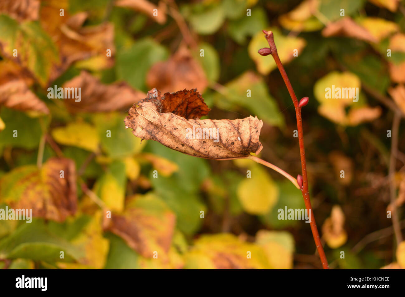 Zoomed in leaf hi-res stock photography and images - Alamy