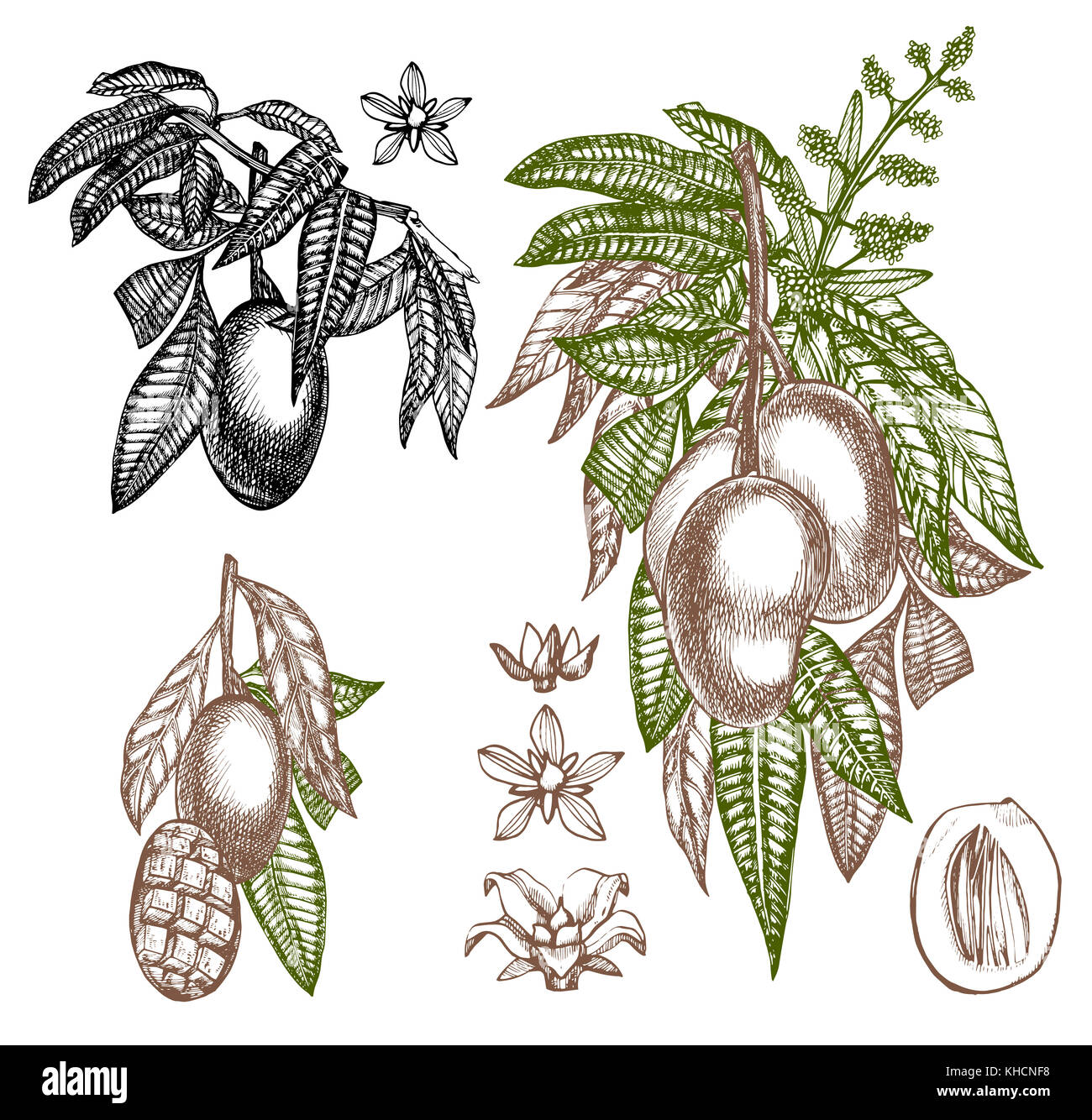 Set of Mango tree vintage design template. Botanical mango fruit ...