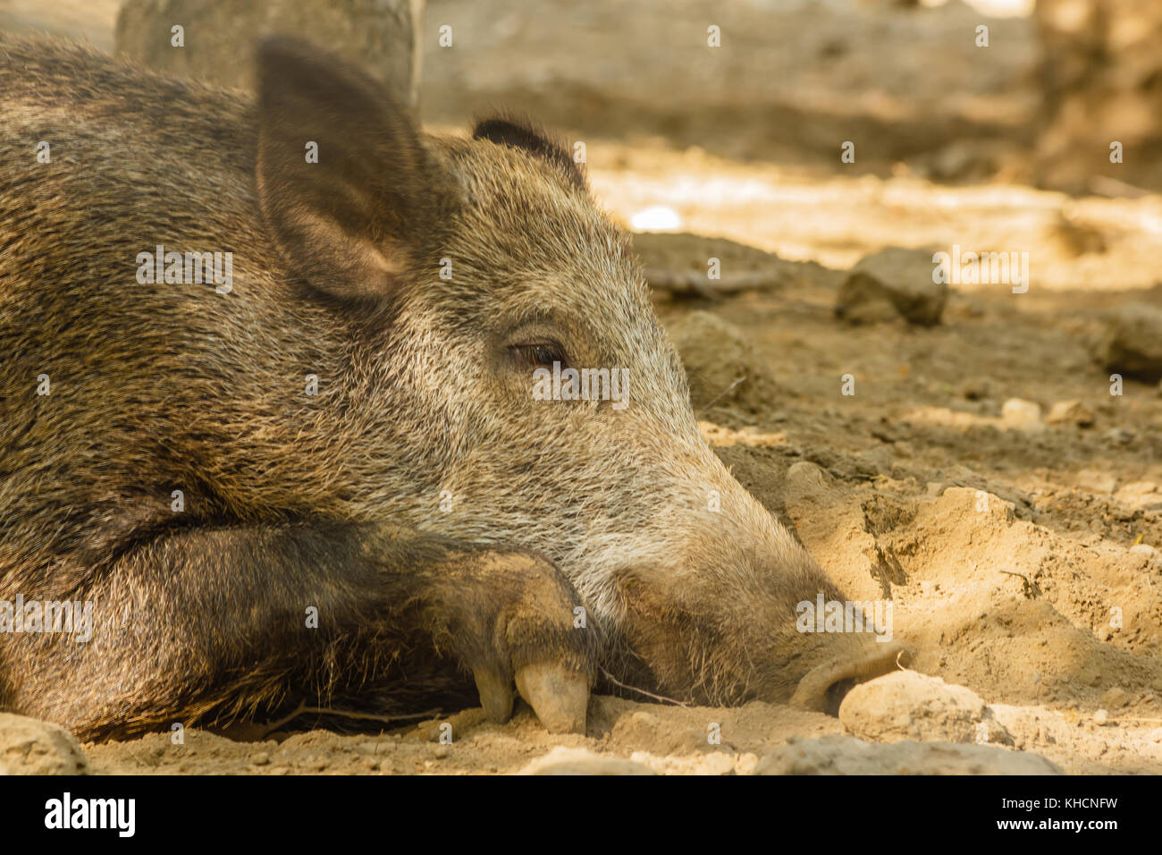 close-up of a wild boar / close-up of a wild boar lying down that is ...
