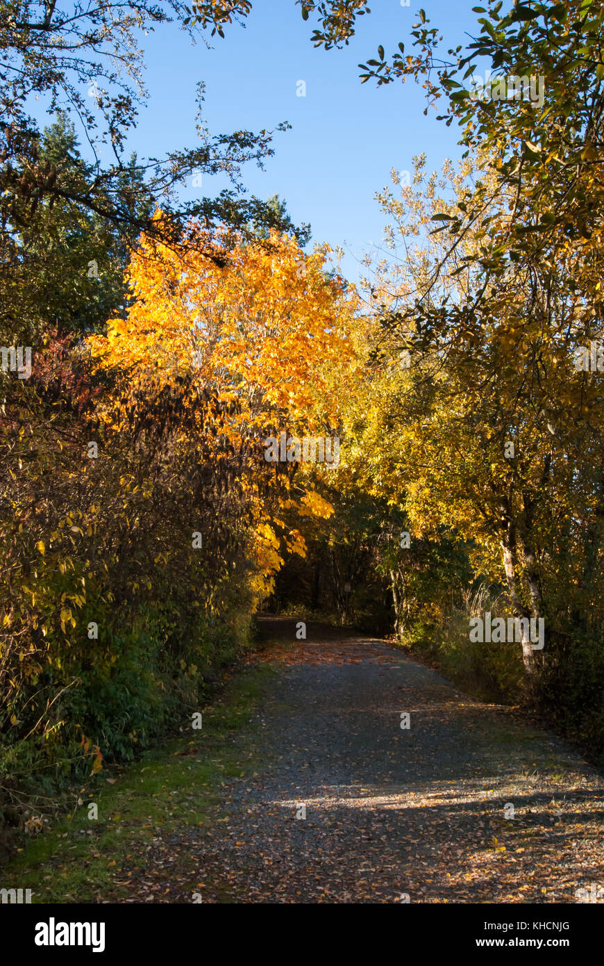 A path in the forest surrounded by bushes and trees in amazing fall ...