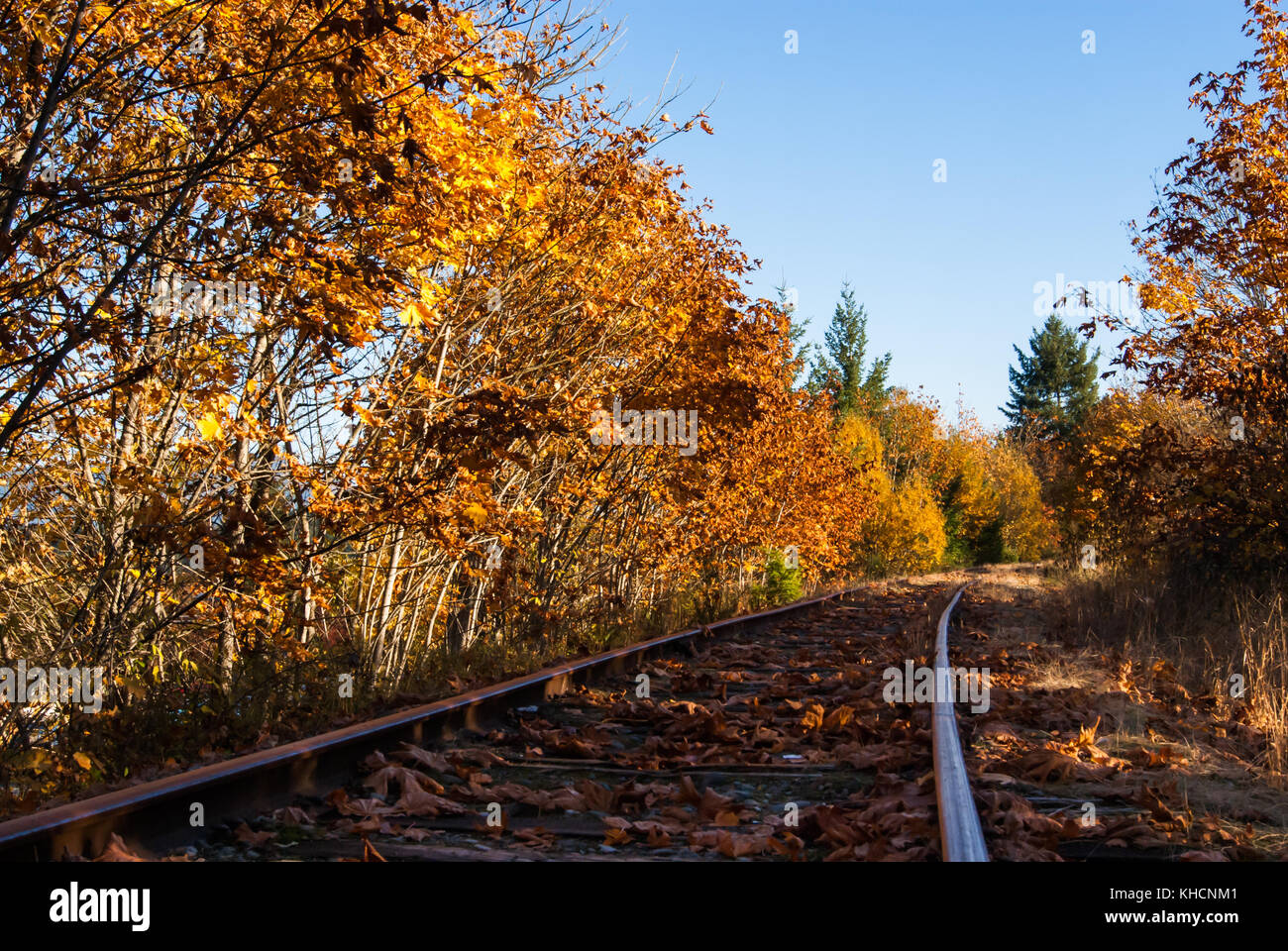 Train tracks of an abandoned rail road lined by bushes and trees in ...
