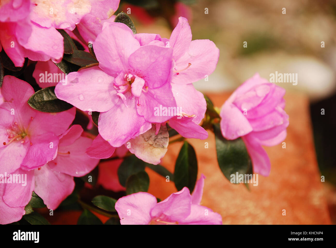 Azalea kirin hi-res stock photography and images - Alamy