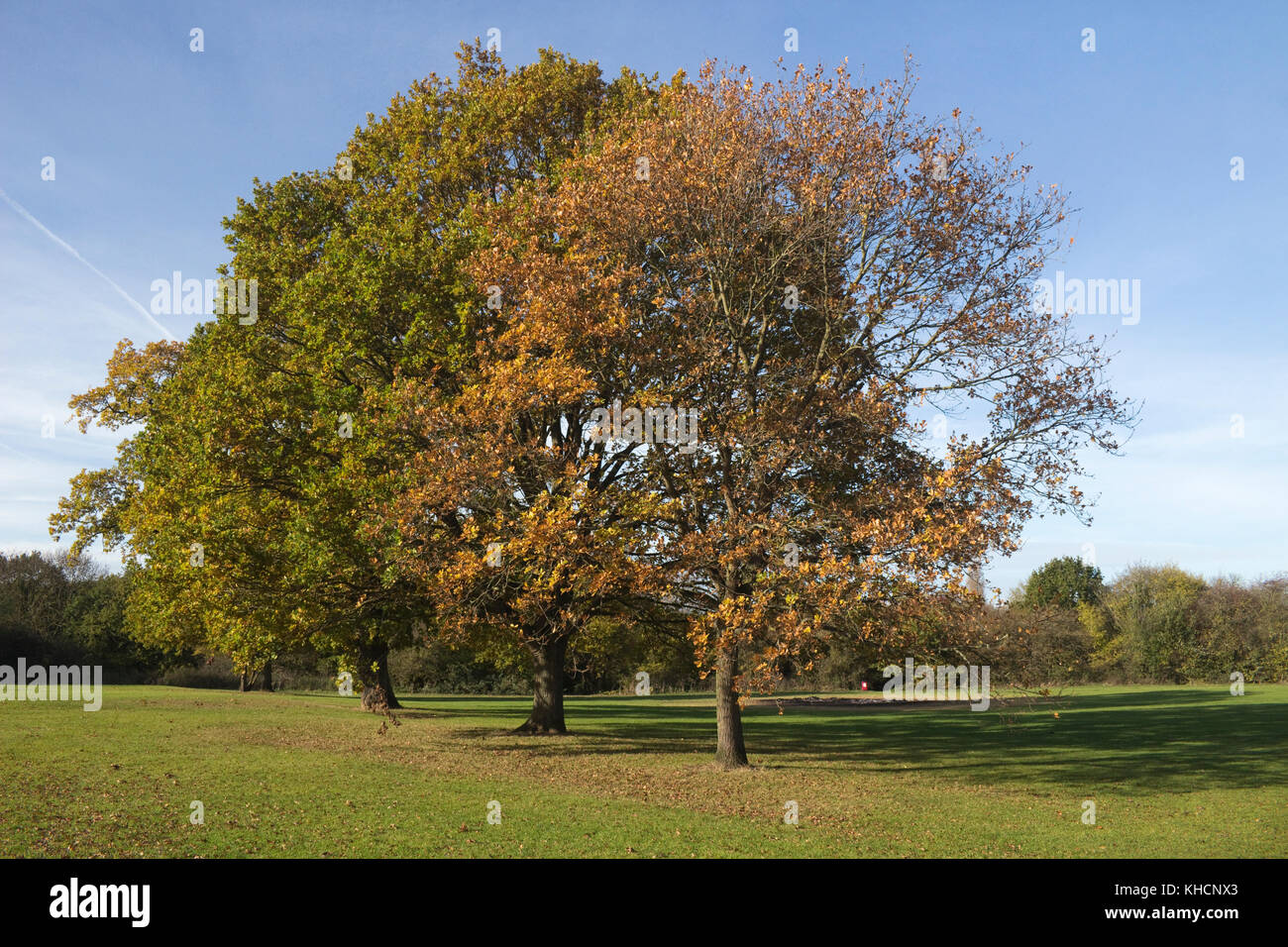Colourful autumn trees in Wickford Memorial Park, Essex, England Stock ...