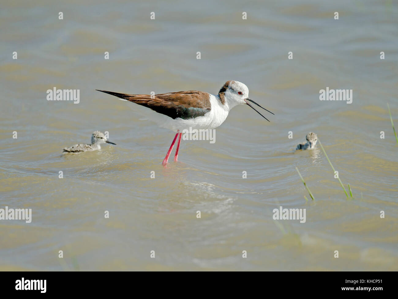 Black winged Stilt Stock Photo - Alamy