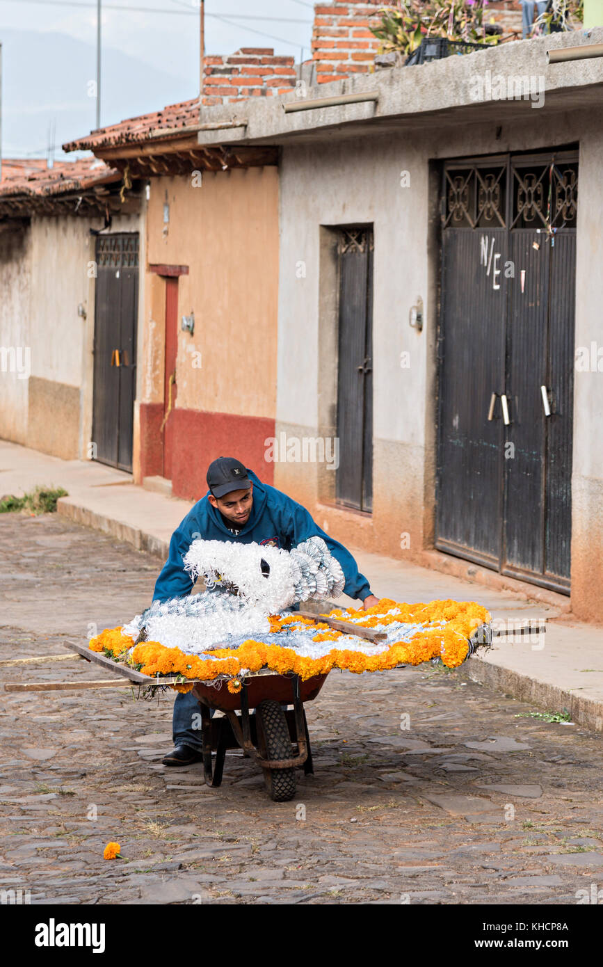 Celosia purepecha hi-res stock photography and images - Alamy