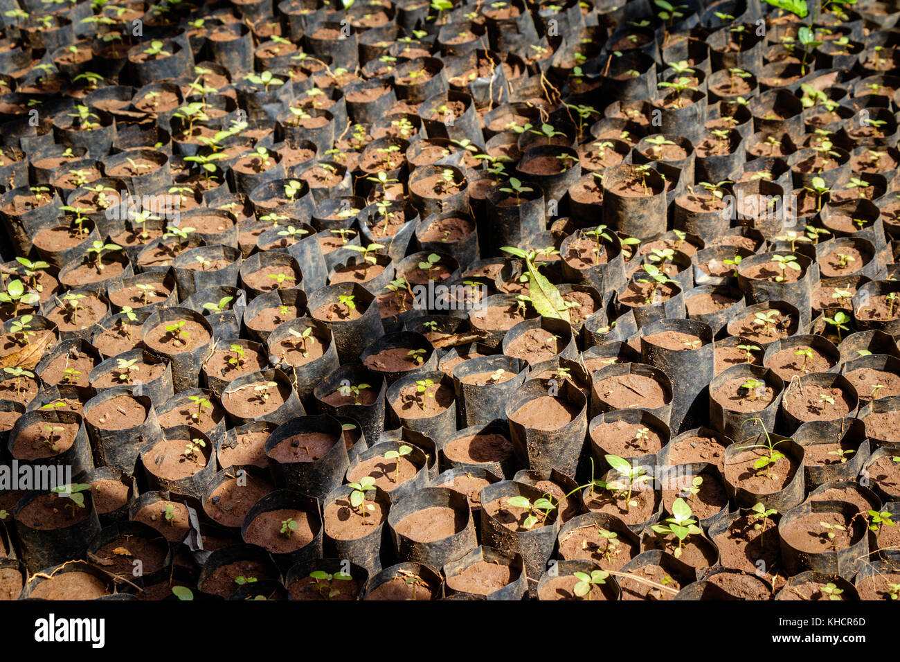 Tree planting Uganda style, many sprouts together Stock Photo - Alamy