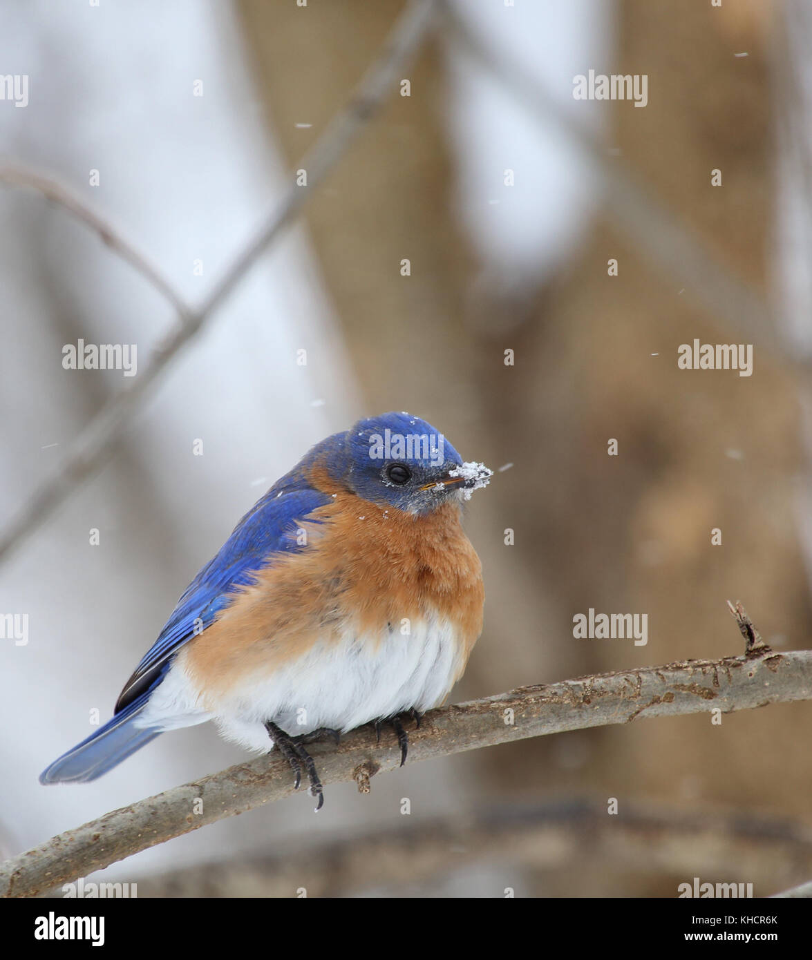 Sialis hi-res stock photography and images - Alamy