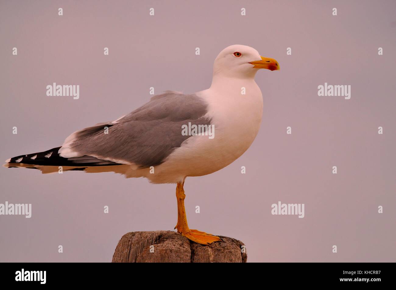 Image de goéland Stock Photo - Alamy