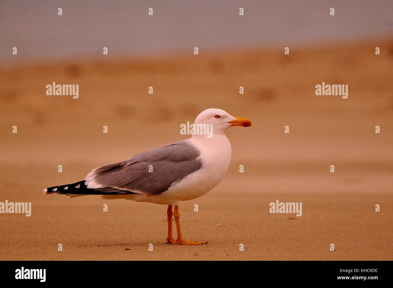 Image de goéland Stock Photo - Alamy