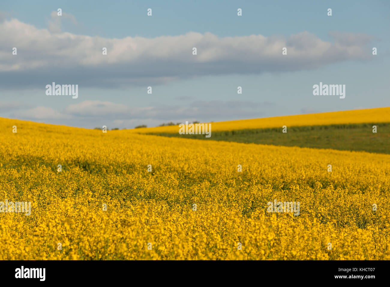 Energie Produktion Rapsfeld Stock Photo - Alamy