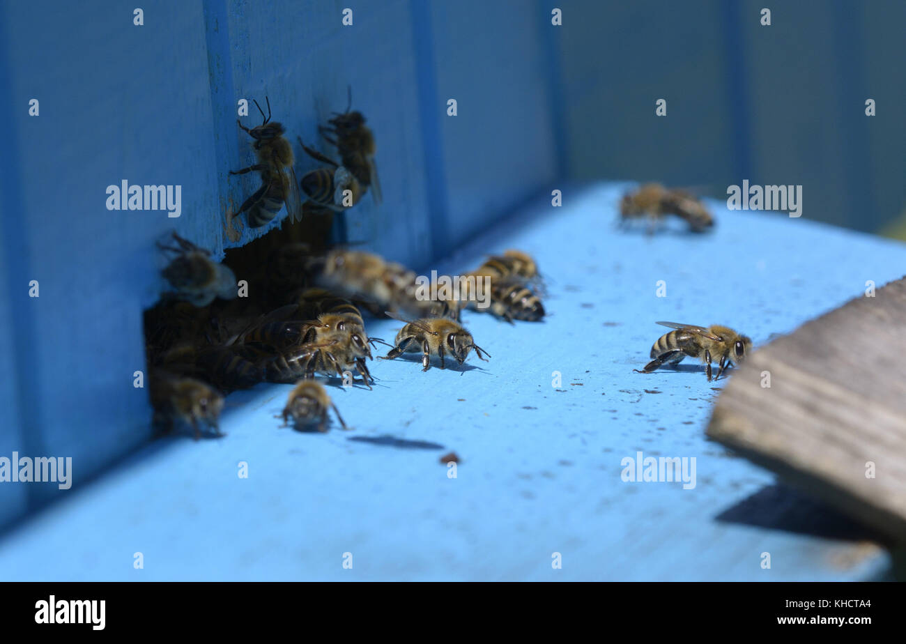 At the apiary. Bees swarming. June 20, 2017. Lugi, Ukraine Stock Photo ...