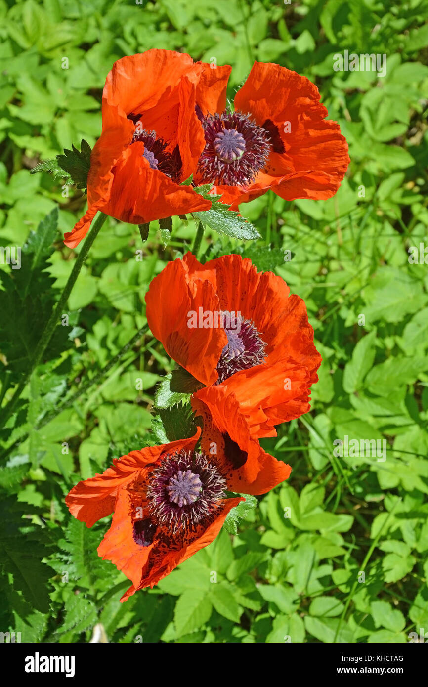 Three red poppy flowers at sunny day Stock Photo - Alamy