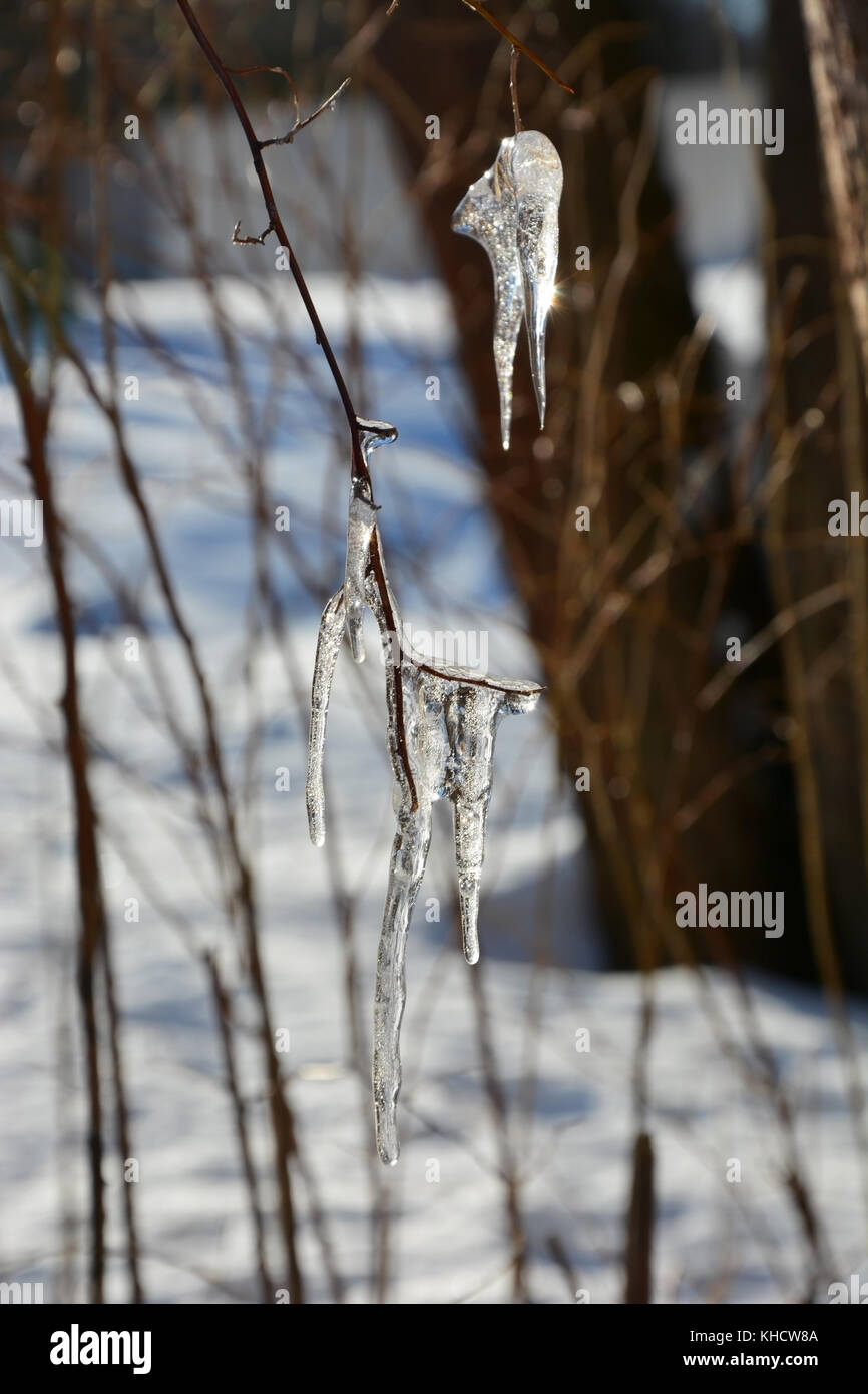 Frozen branches- icicles closeup. Winter scene, background Stock Photo ...