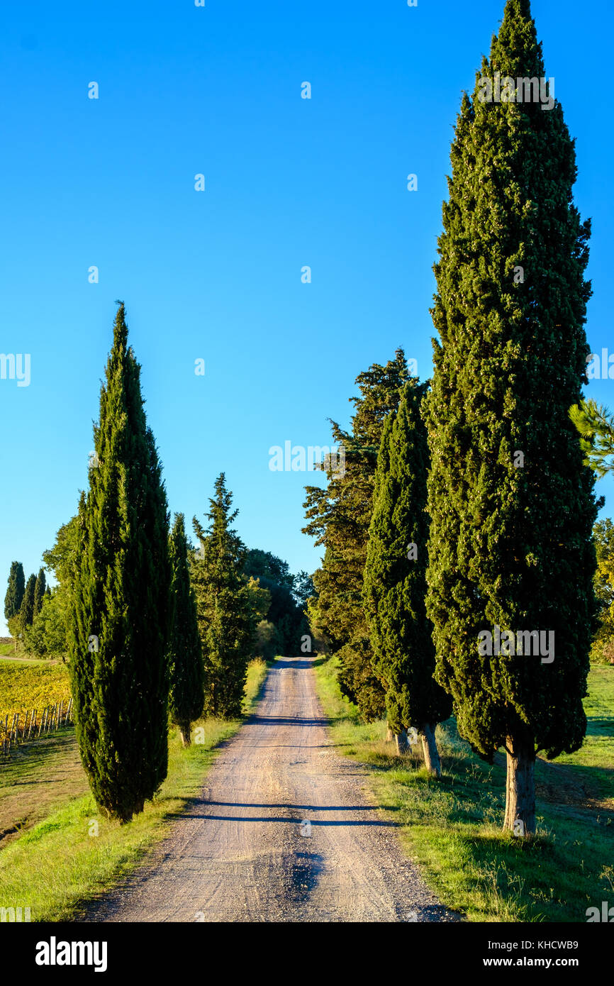 Country road with pine trees on each side in Tuscany Stock Photo - Alamy