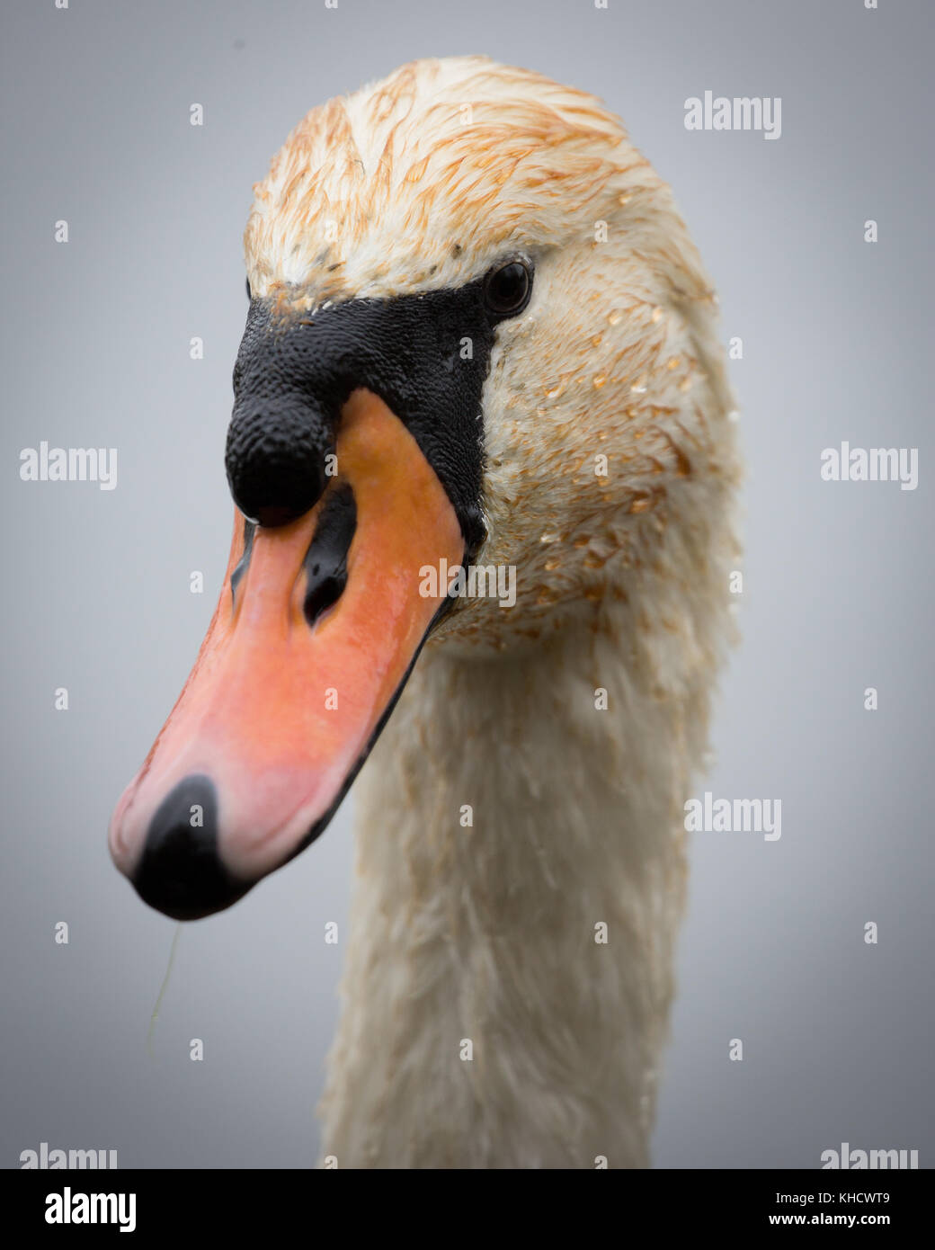 Swans at Milton Country Park Stock Photo - Alamy