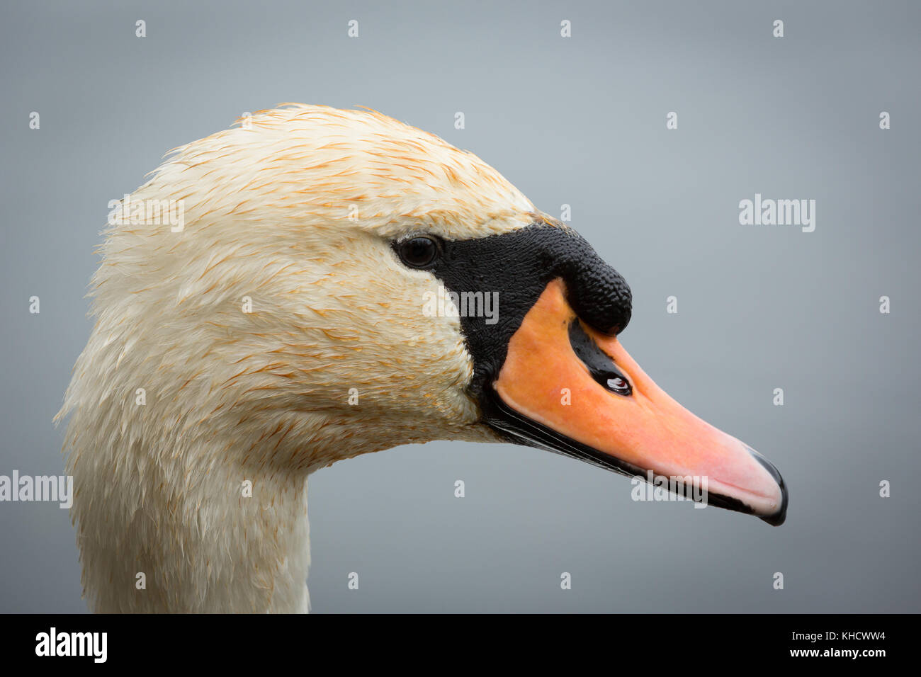 Swans at Milton Country Park Stock Photo - Alamy