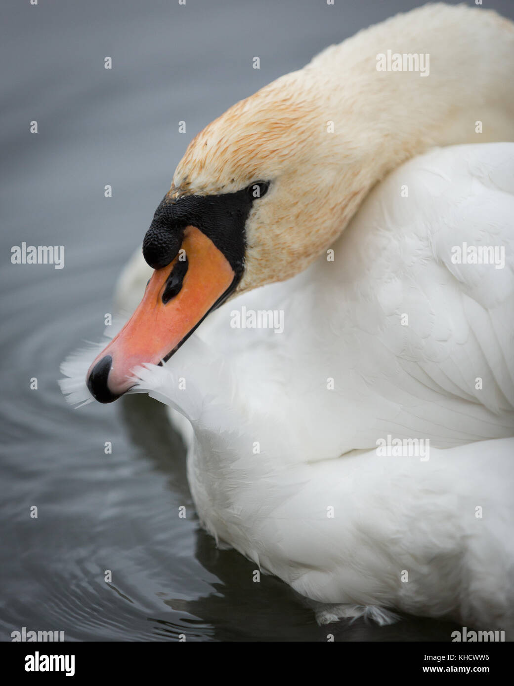 Swans at Milton Country Park Stock Photo - Alamy