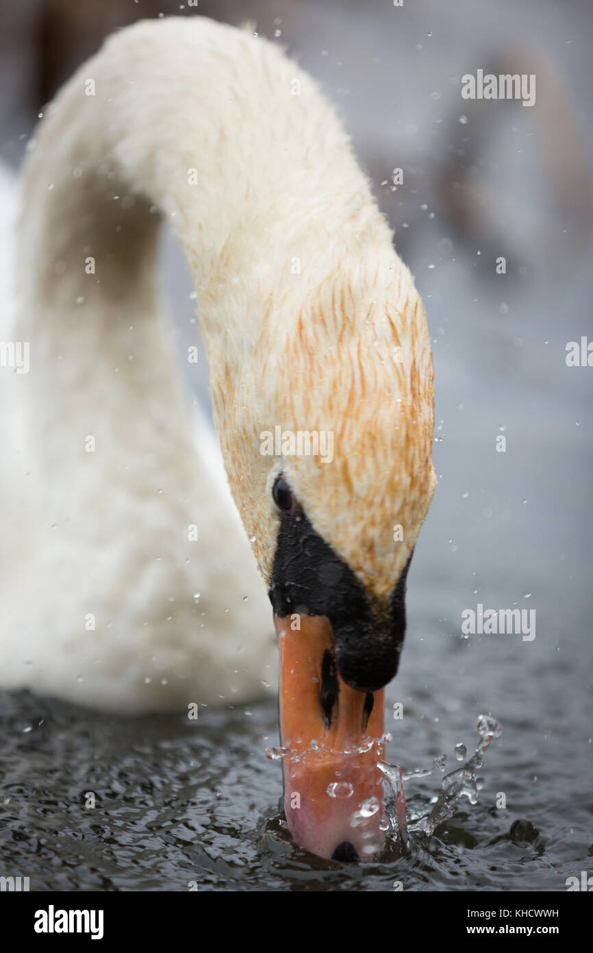 Swans at Milton Country Park Stock Photo - Alamy
