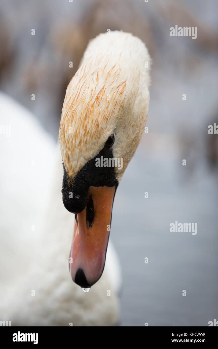 Swans at Milton Country Park Stock Photo - Alamy