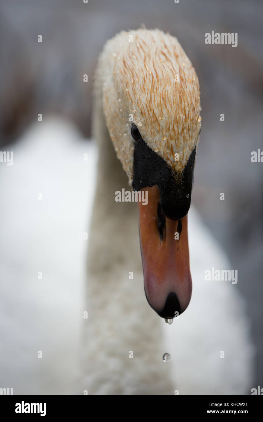 Swans at Milton Country Park Stock Photo - Alamy