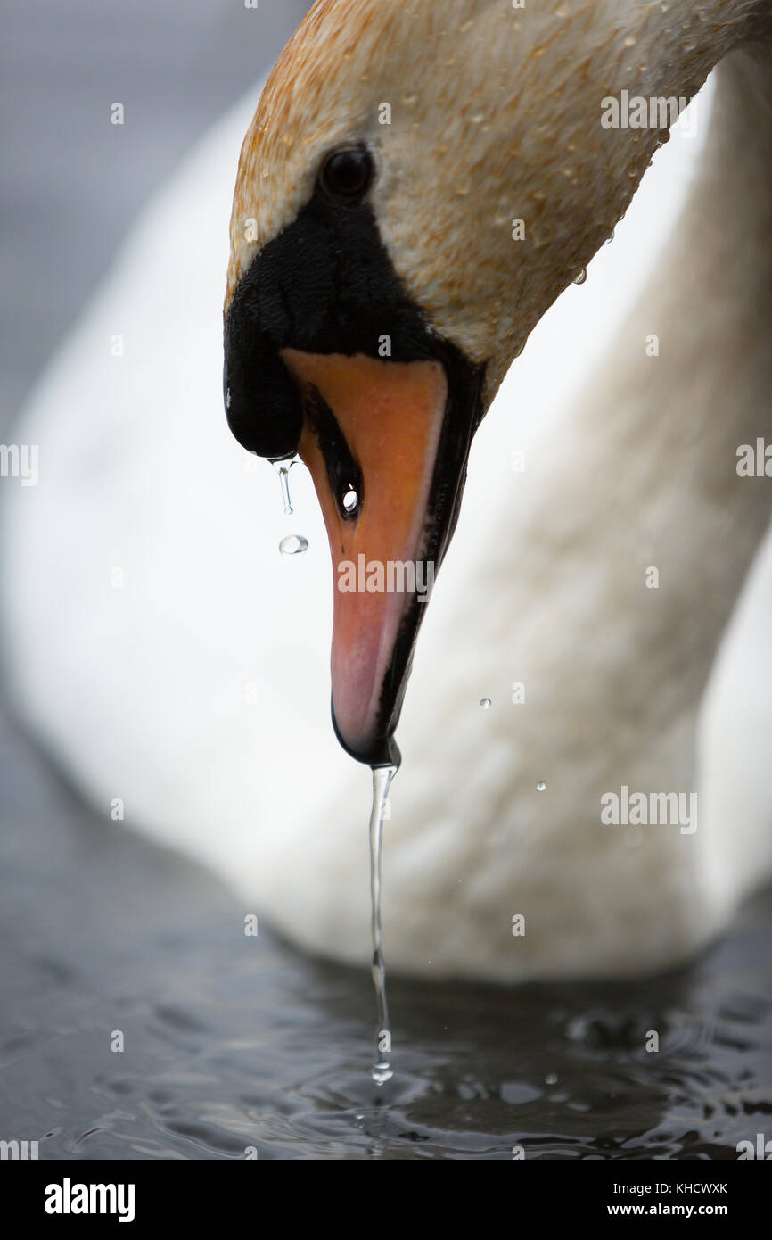Milton country park hi-res stock photography and images - Alamy