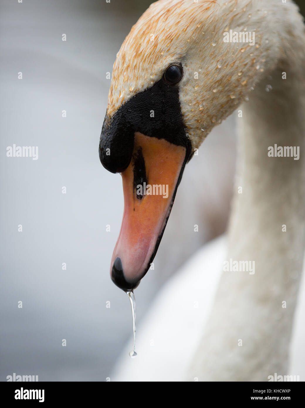 Swans at Milton Country Park Stock Photo - Alamy