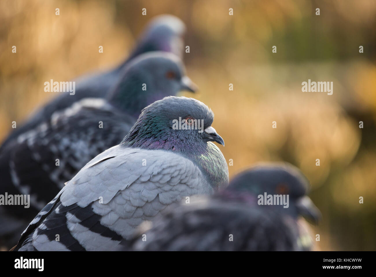 Rock doves hi-res stock photography and images - Alamy