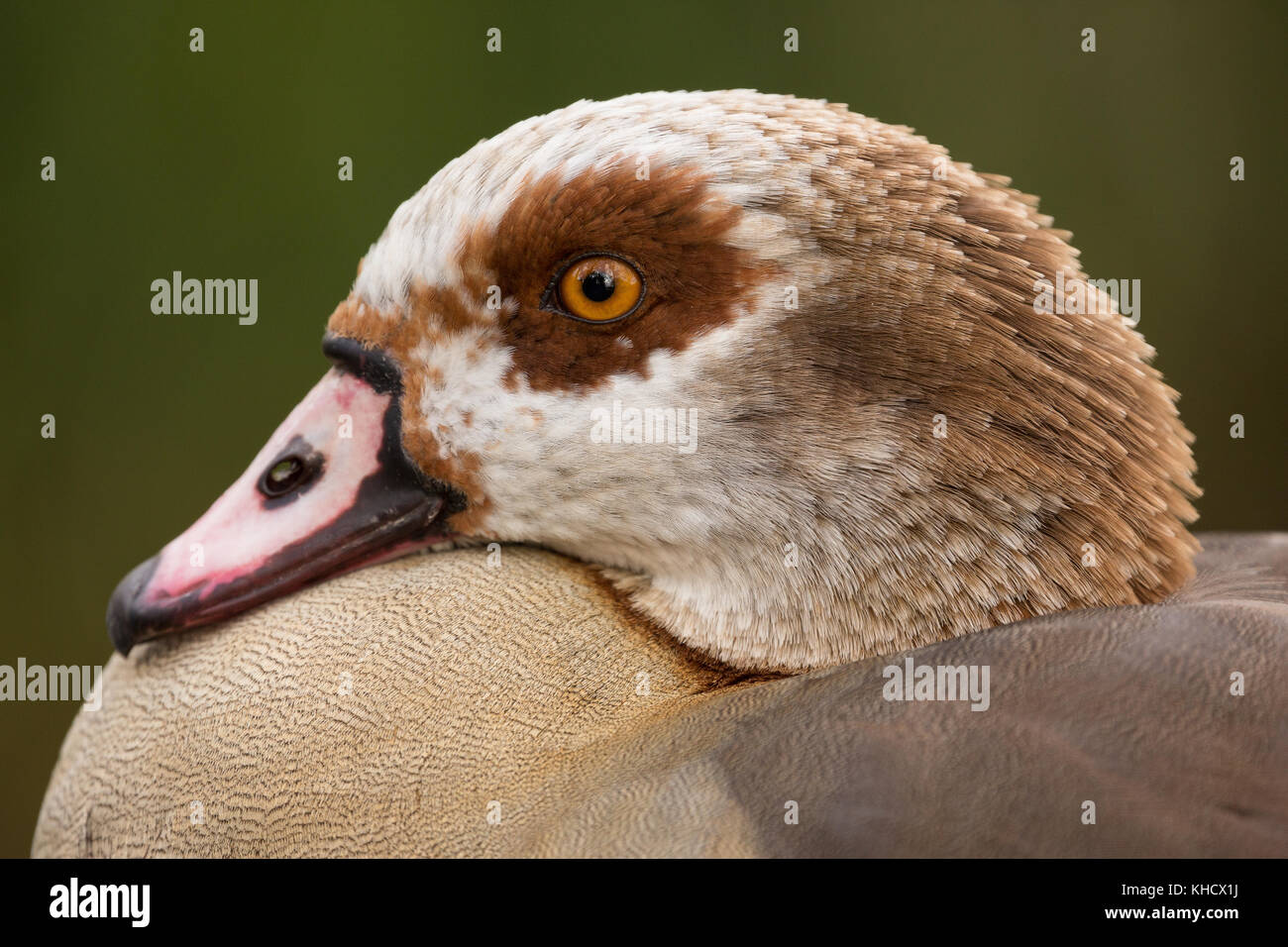 Egyptian goose at the london wetland centre Stock Photo - Alamy