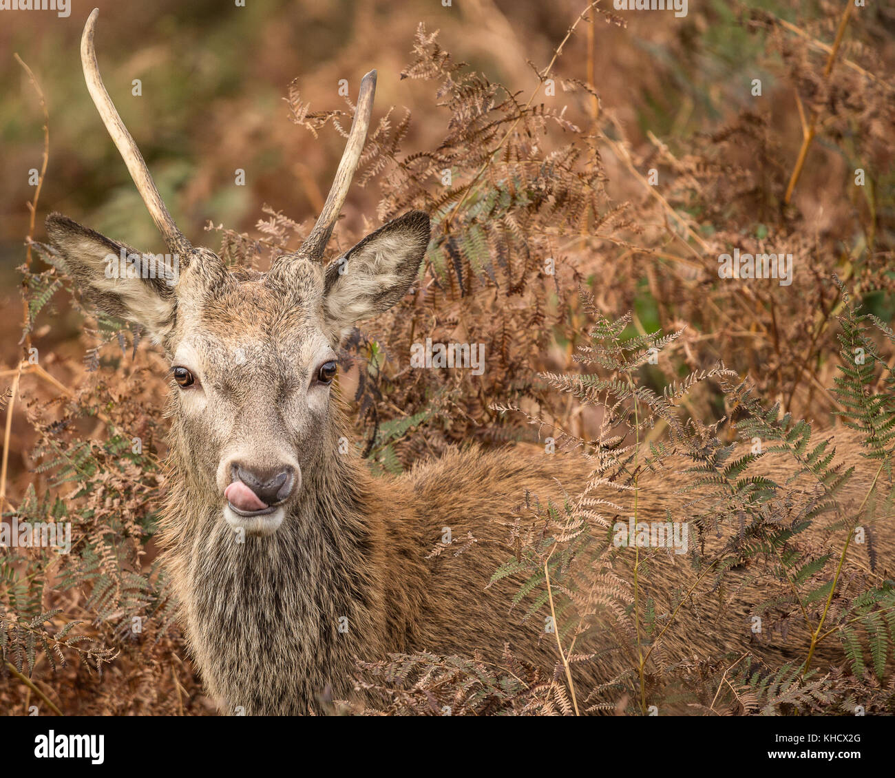 Golden stags hi-res stock photography and images - Alamy