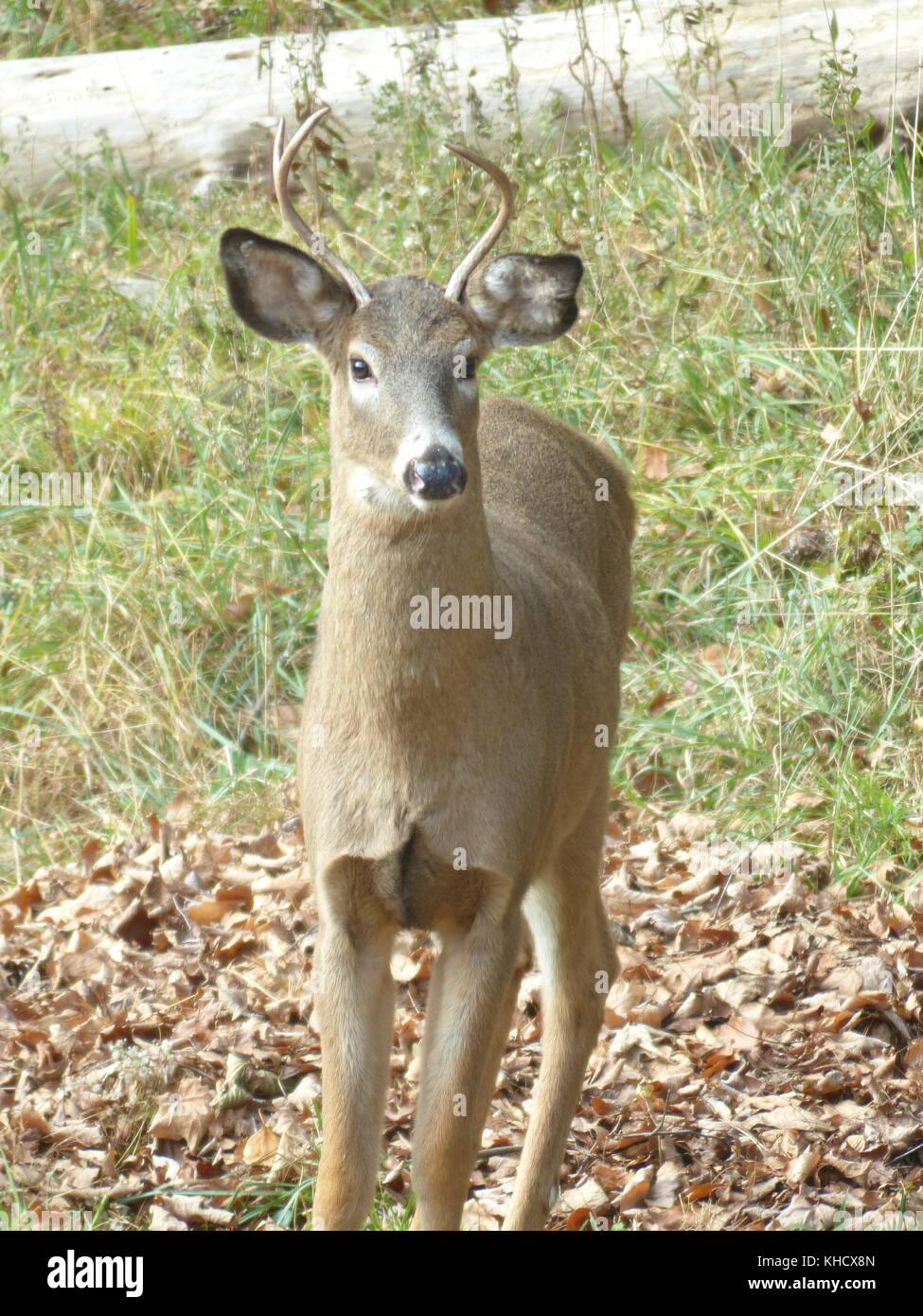 The white-tailed deer, also known as the whitetail or Virginia deer, is ...
